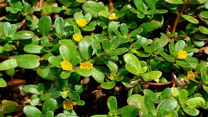 Si tienes esta planta en tu jardín cuídala: te contamos los beneficios ...