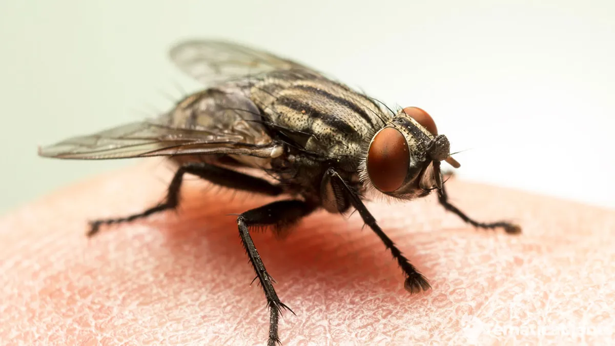 Esta es la razón por la que una mosca te persigue. - Amazing