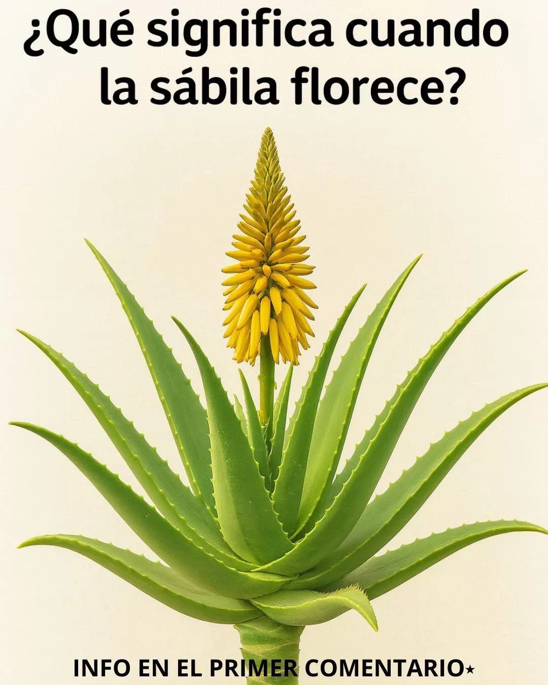 ¿Qué significa cuando una sábila florece? La sorprendente señal que ...