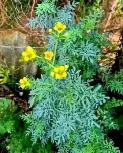 La magia de la ruda: la planta que debes tener en casa. - Amazing